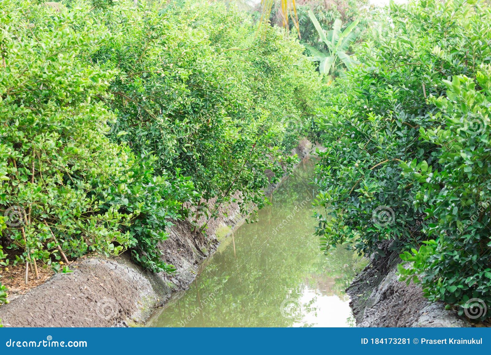 Lemon garden stock image. Image of green, citrus, health - 184173281