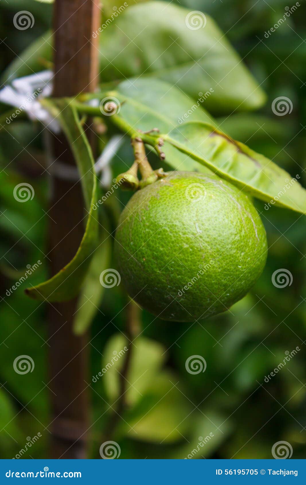 Lemon in the garden. stock image. Image of vitamin, piece - 56195705