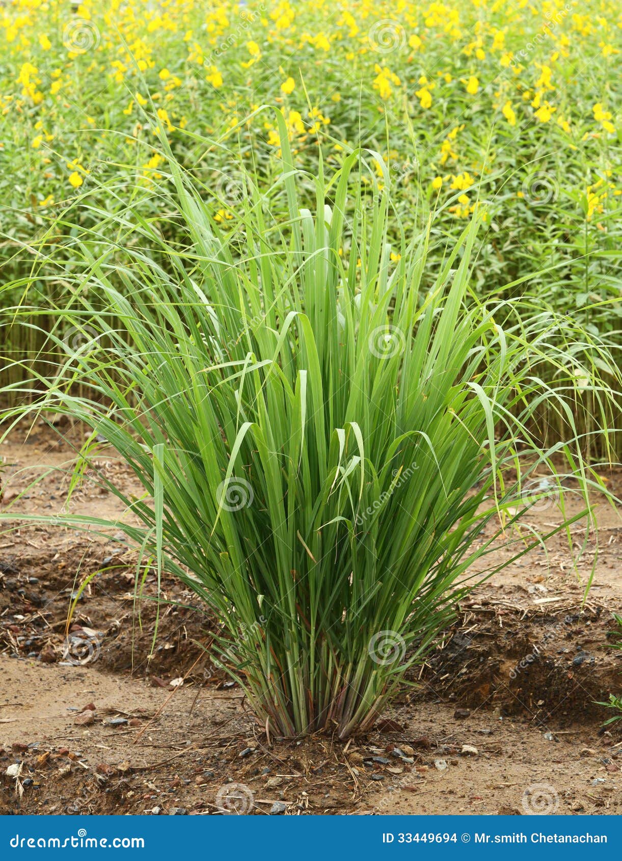 Lemon Grass Stock Images - Image: 33449694