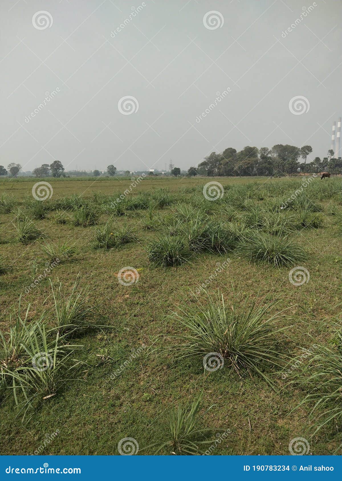 Lemon grass farm stock photo. Image of farm, grass, lemon - 190783234