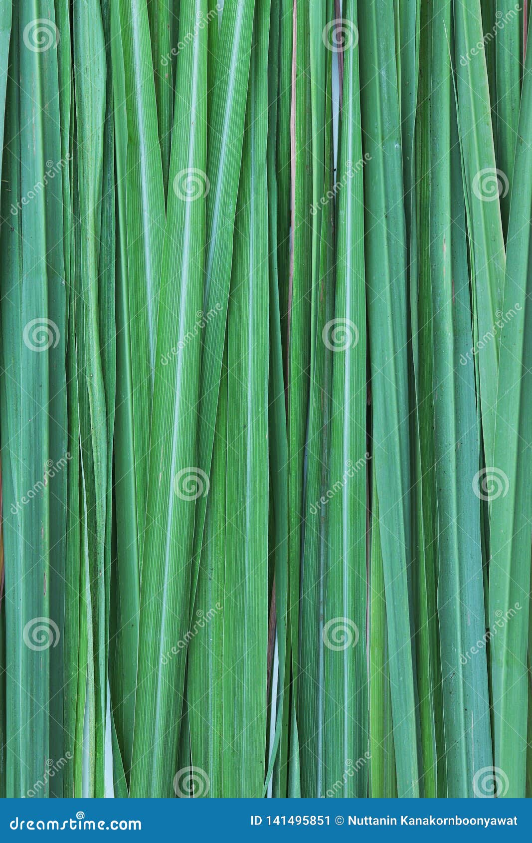 Lemon Grass Leaf Black Ground Texture Royalty-Free Stock Photography ...