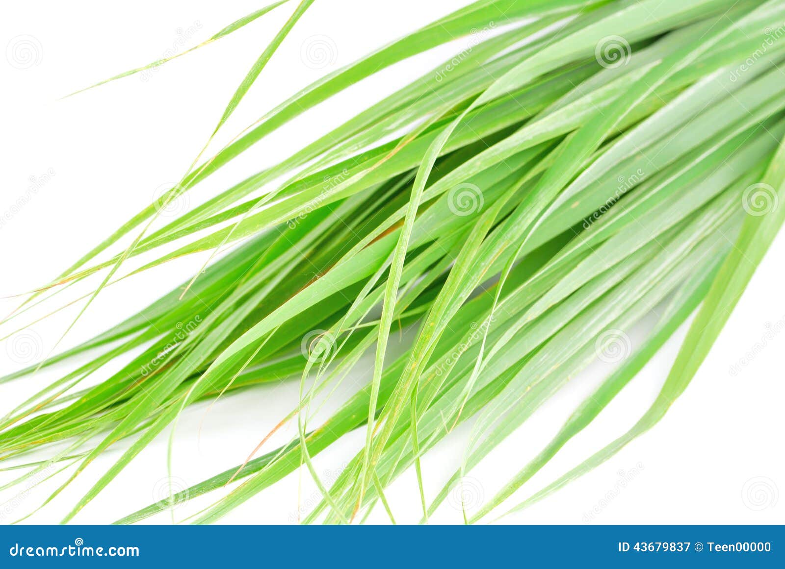 Lemon grass leaf stock image. Image of leaf, green, group - 43679837