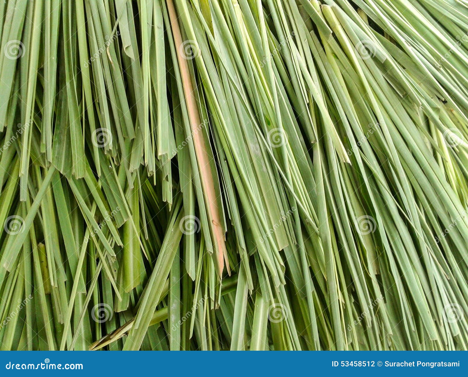 Lemon grass leaves stock photo. Image of cymbopogon, grass - 53458512