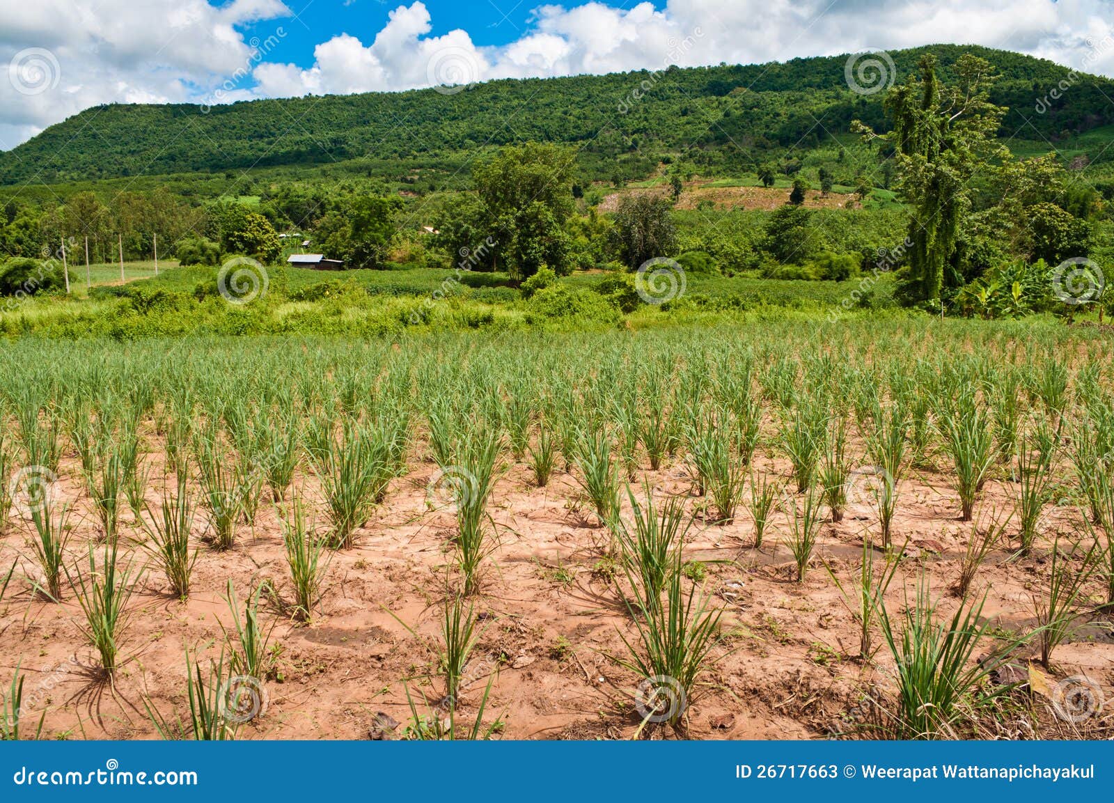 Lemon grass plant stock image. Image of environment, plantation - 26717663