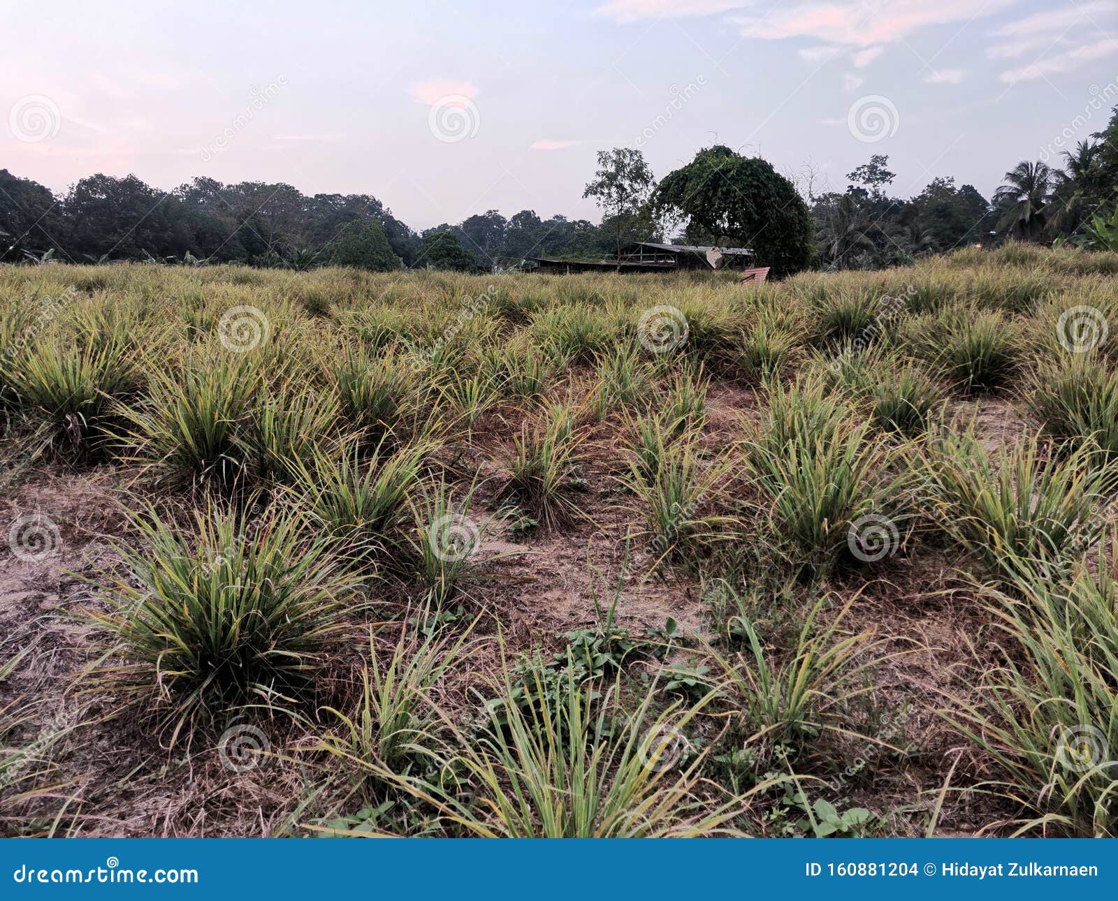 Lemon grass scenery stock photo. Image of serai, scenery - 160881204