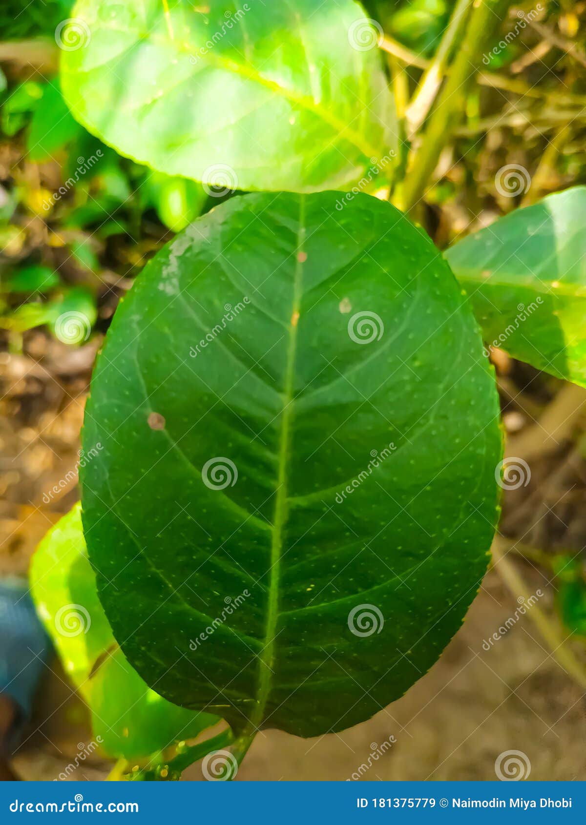 Lemon Green Leaf Natural Organoc Stock Image - Image of fruit, branch ...