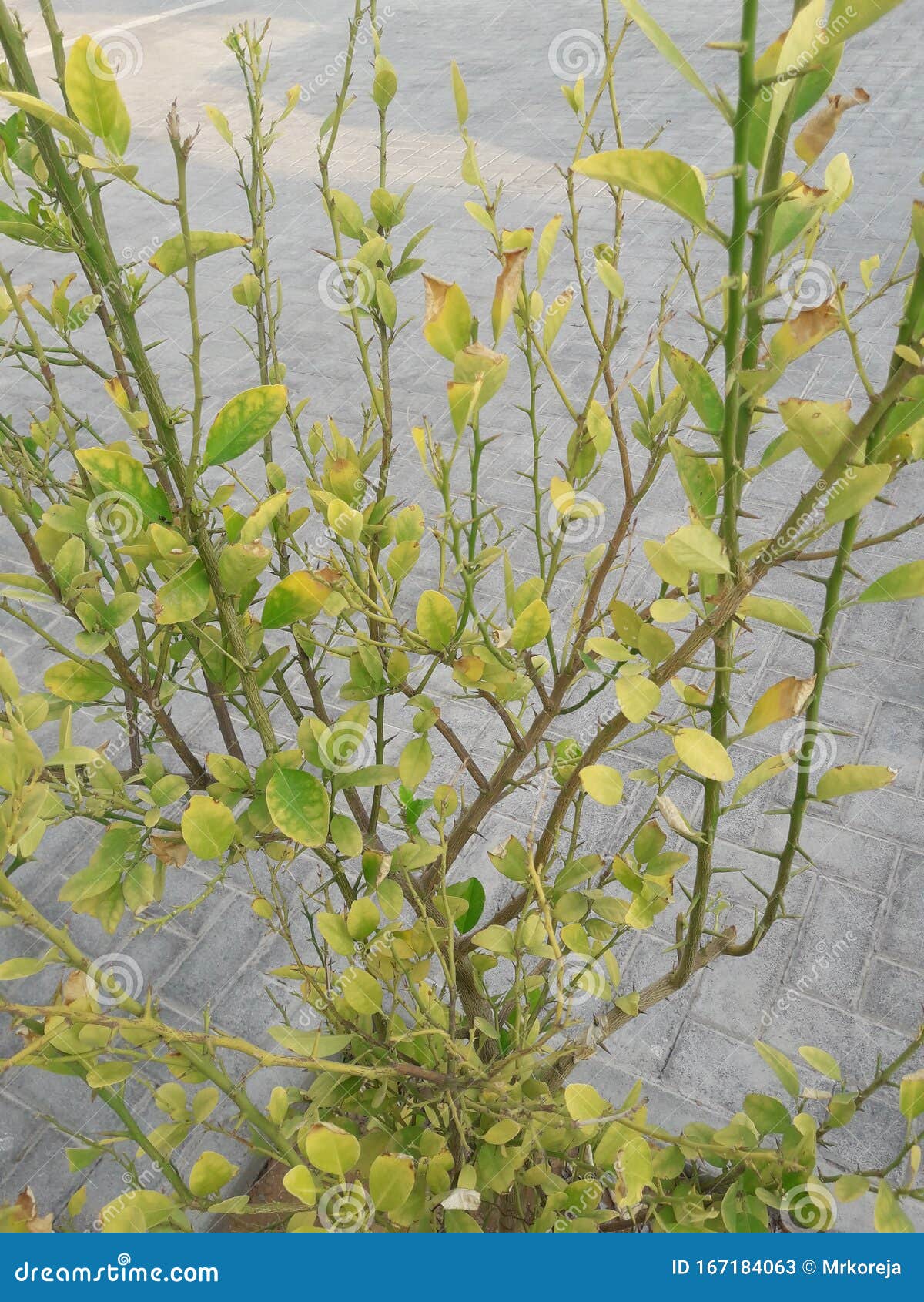 Lemon Green Real Tree Image Stock Image - Image of green, leaves: 167184063