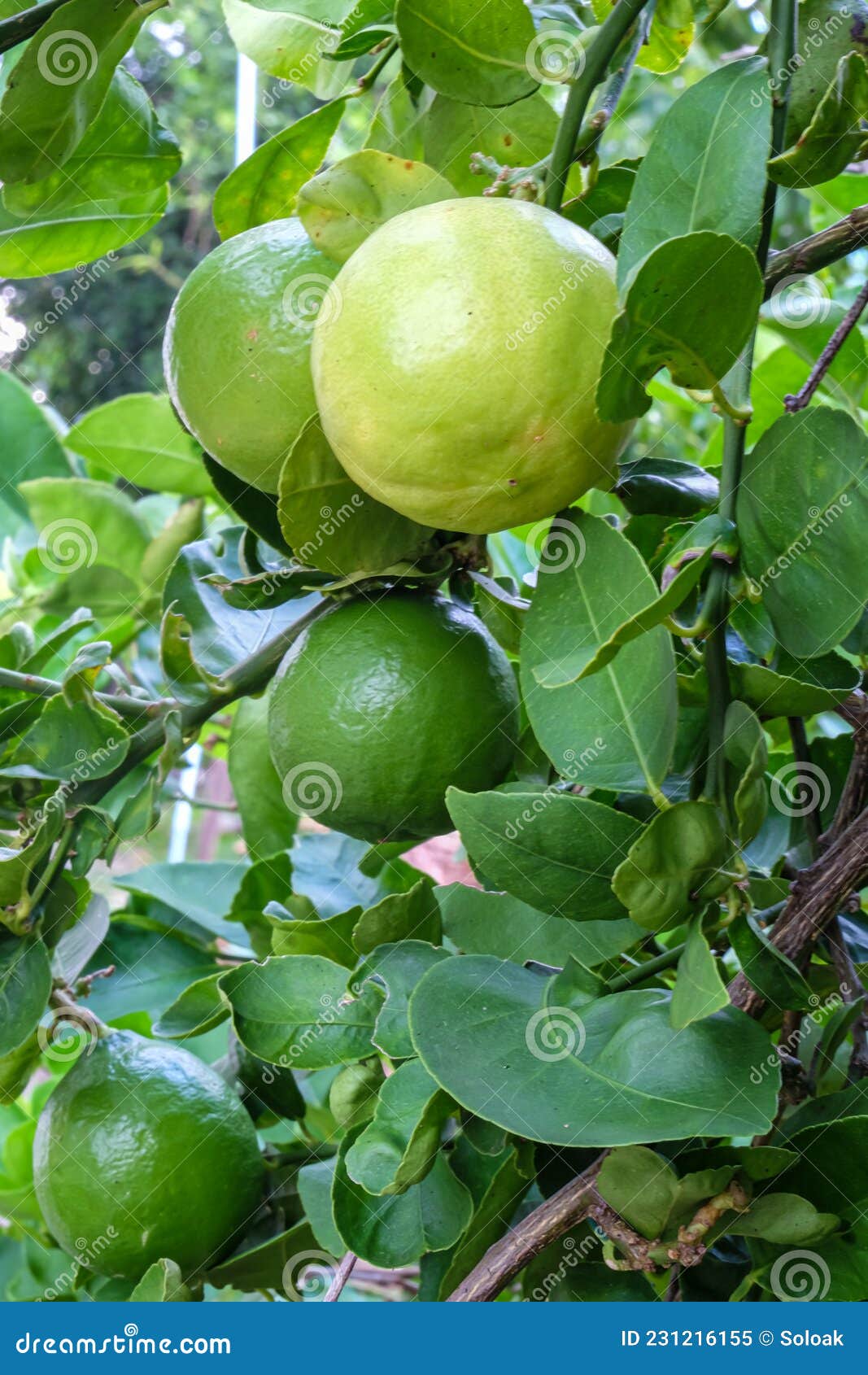 Lemon,Green Lemon,lemon on the Tree Stock Image - Image of lime ...