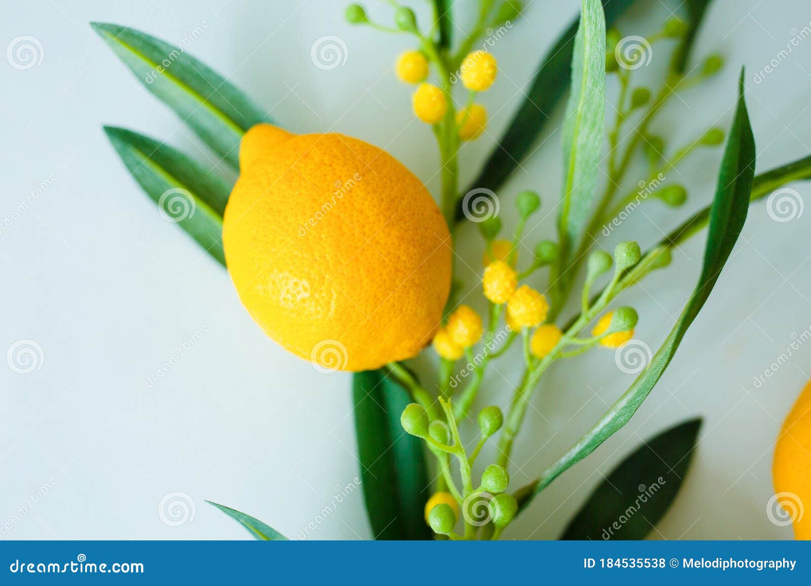 Lemon on greenery stock photo. Image of drink, citrus - 184535538