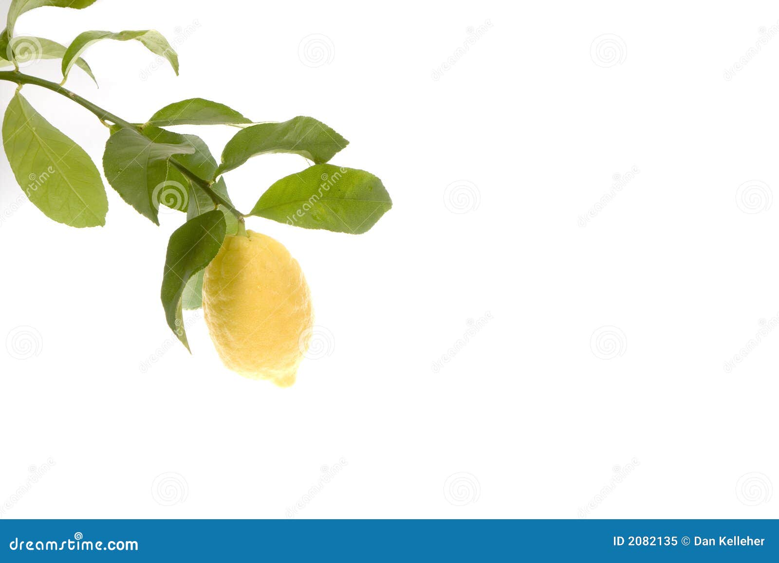 Lemon growing on branch stock image. Image of branch, lemon - 2082135