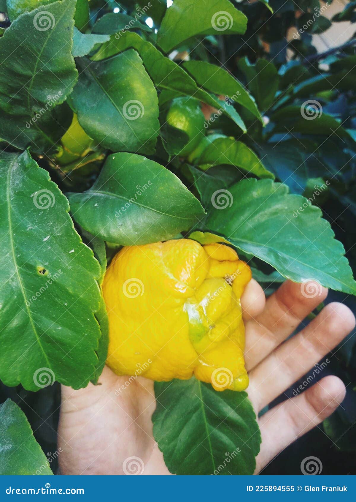 Lemon Growing Inside Another Lemon Stock Image - Image of plants, freak ...