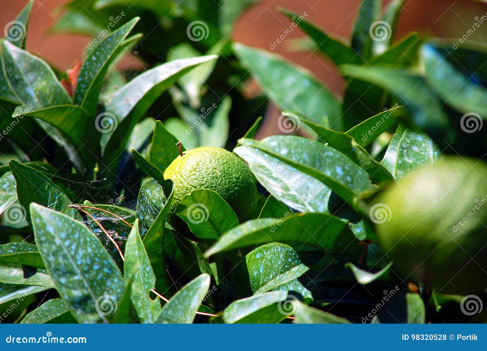 Ripe Lime Branch Green Bush Stock Photo - Image of vegetable, lemong ...