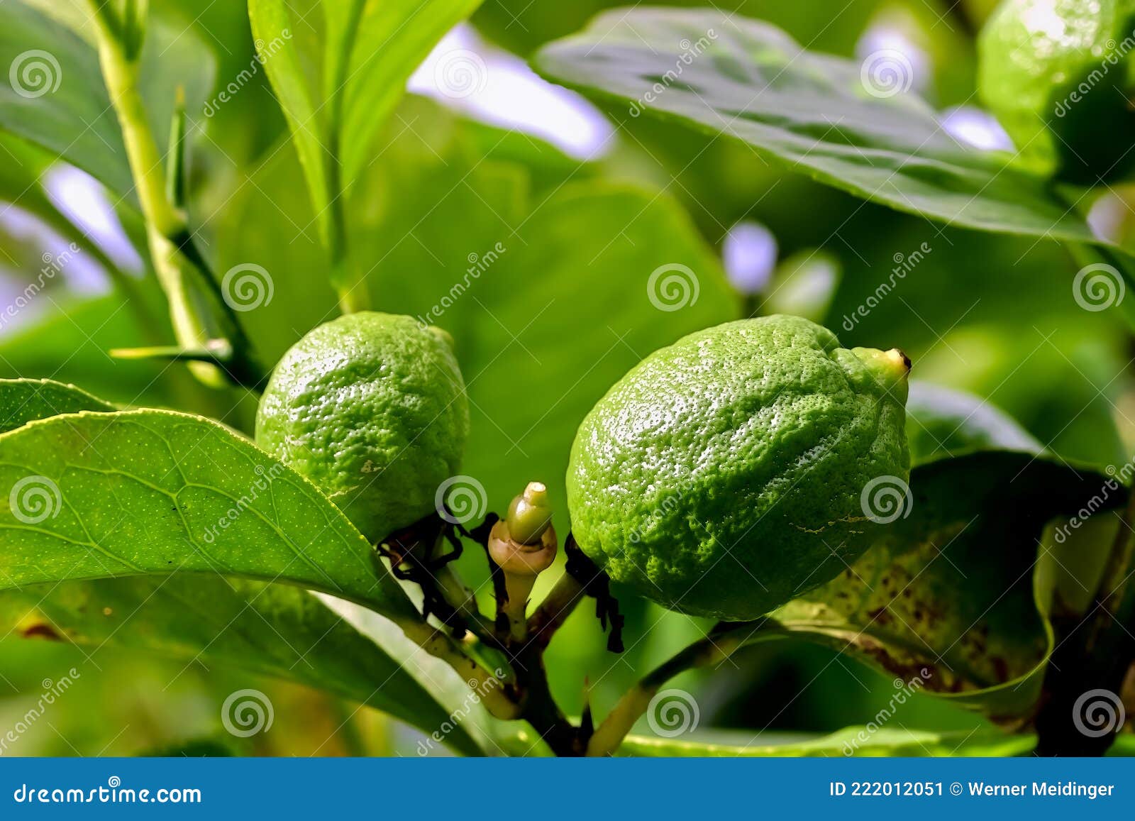 Two Still Green Fruits of Lemon Citrus Limon, Rutaceae on Bush in Early ...