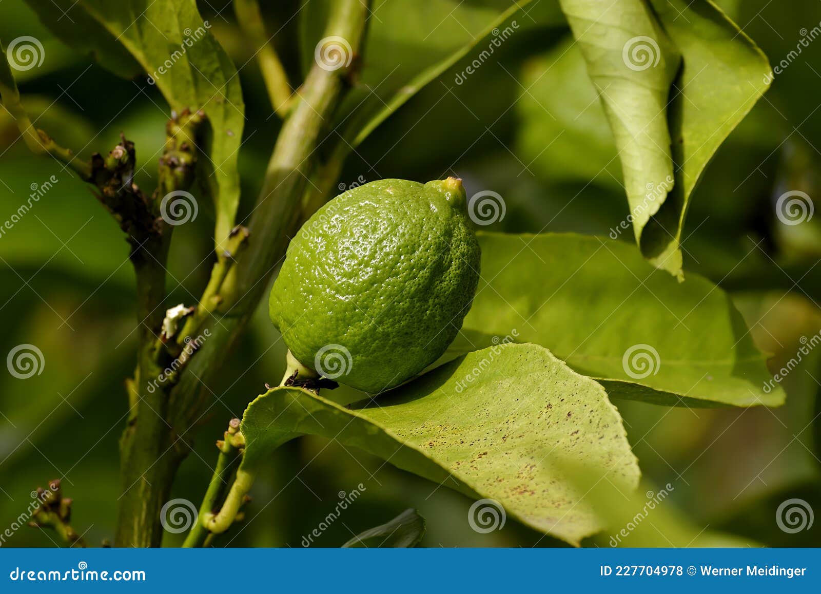 Still Green Fruit of Lemon Citrus Limon, Rutaceae on Bush in Early ...