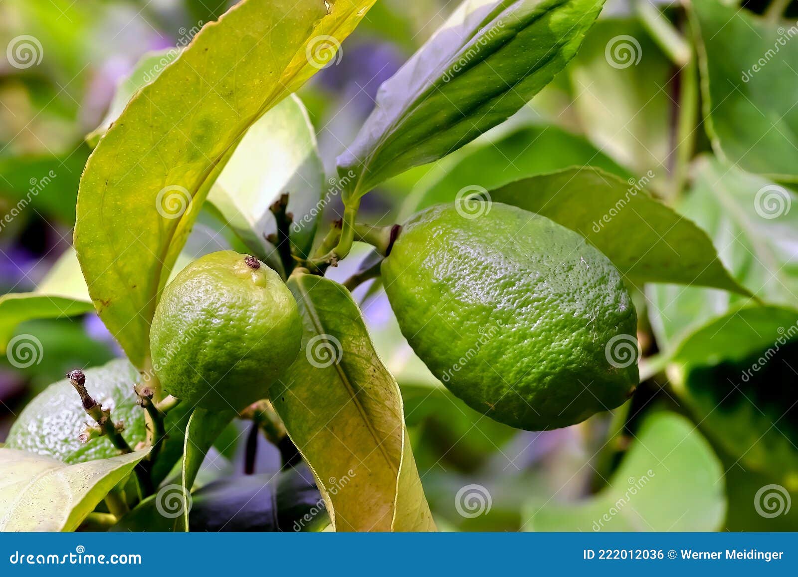 Two Still Green Fruits of Lemon Citrus Limon, Rutaceae on Bush in Early ...