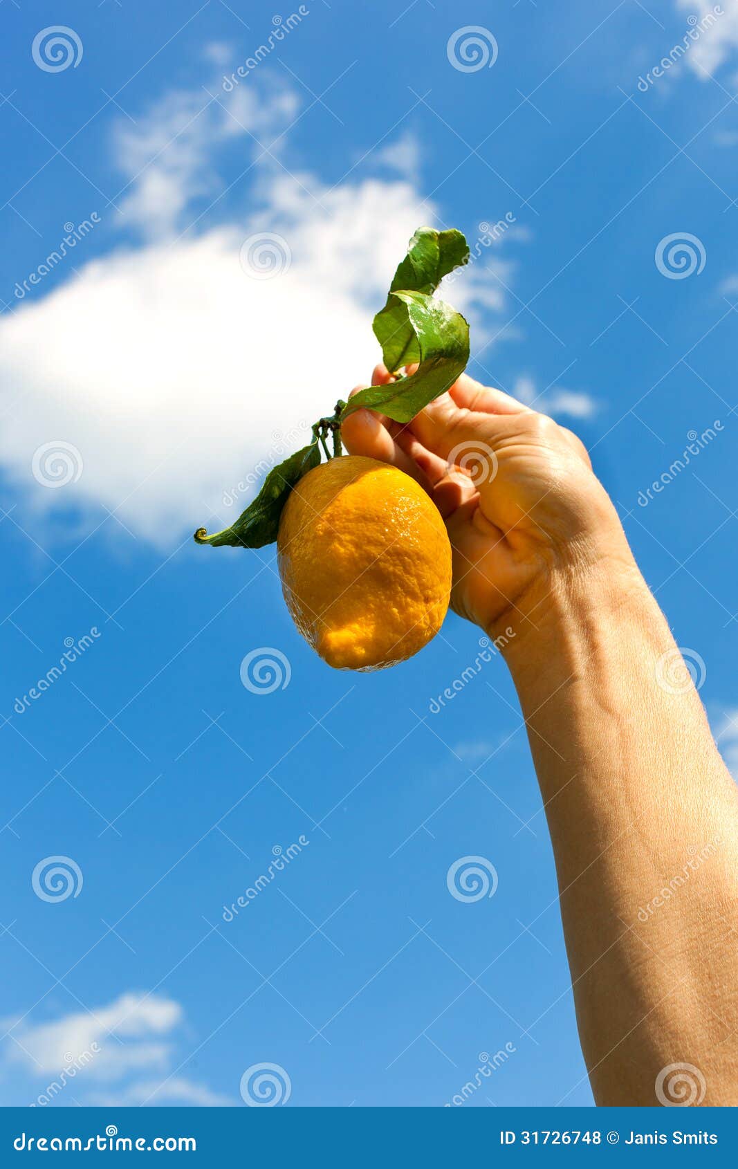 Lemon in hand. stock photo. Image of light, adult, citrus - 31726748