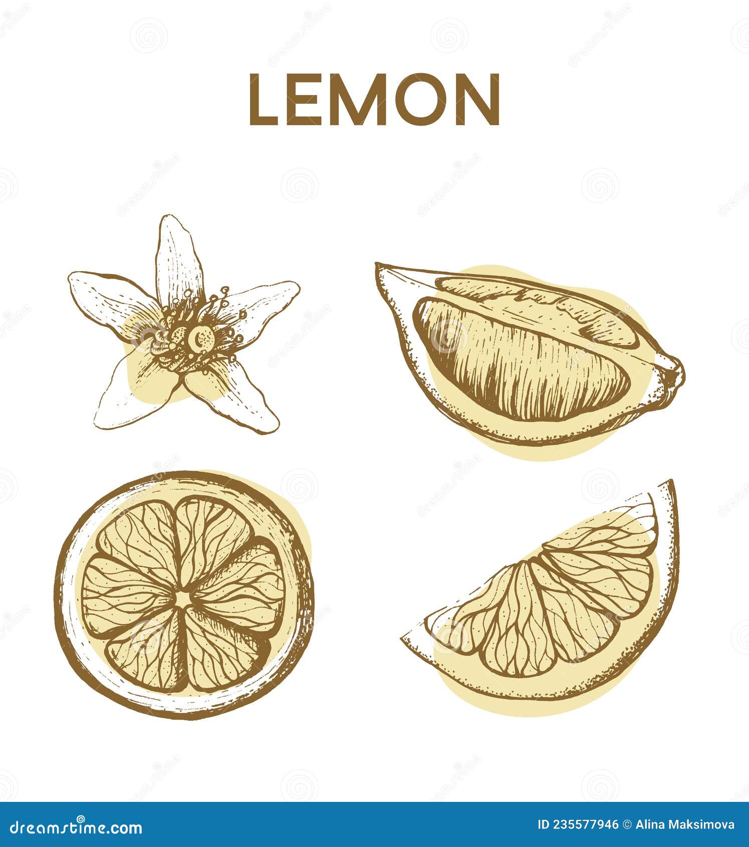 Lemon Hand Drawing Vector Illustration. Stock Vector - Illustration of ...