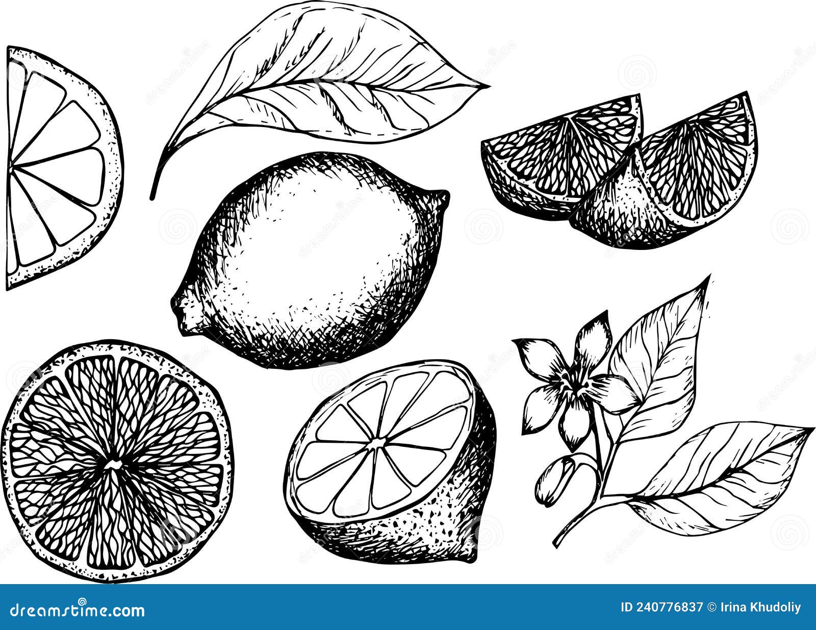 Lemon Hand Drawn Vector Illustrations Set Stock Illustration ...