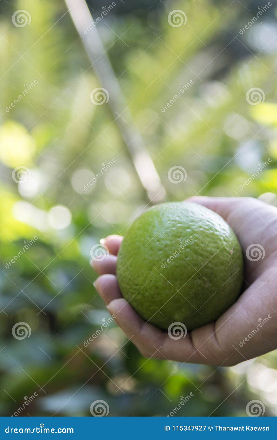 Lemon in hand stock image. Image of person, hand, drop - 115347927