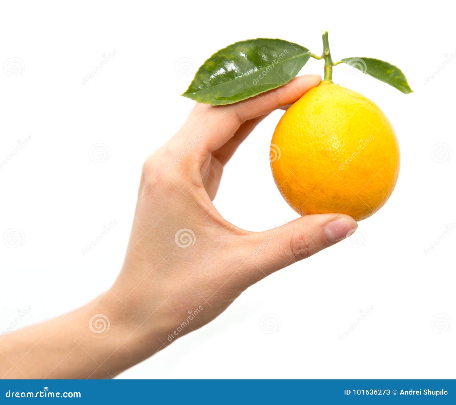 Lemon in Hand on White Background Stock Image - Image of sour, healthy ...