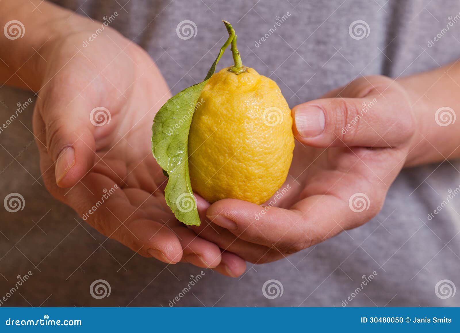 Lemon in hands. stock photo. Image of leaf, nutrition - 30480050