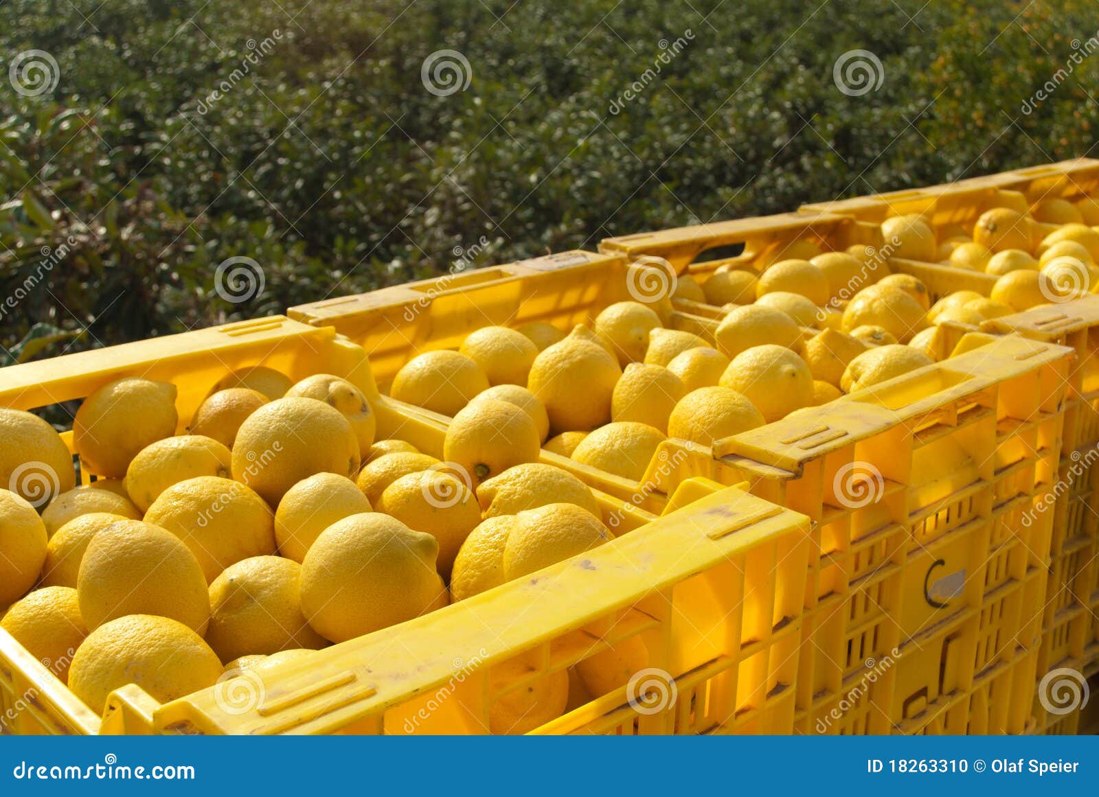 Lemon harvest stock photo. Image of fruit, ripe, field - 18263310