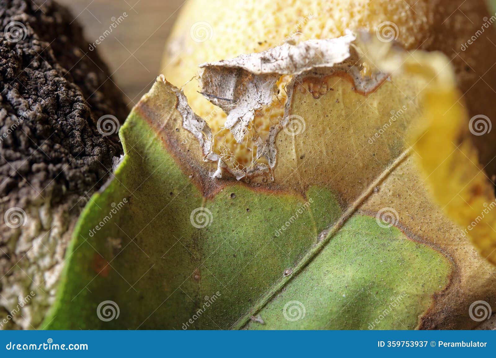 LEMON LEAF with BROWNING and DAMAGED EDGE Stock Image - Image of curled ...
