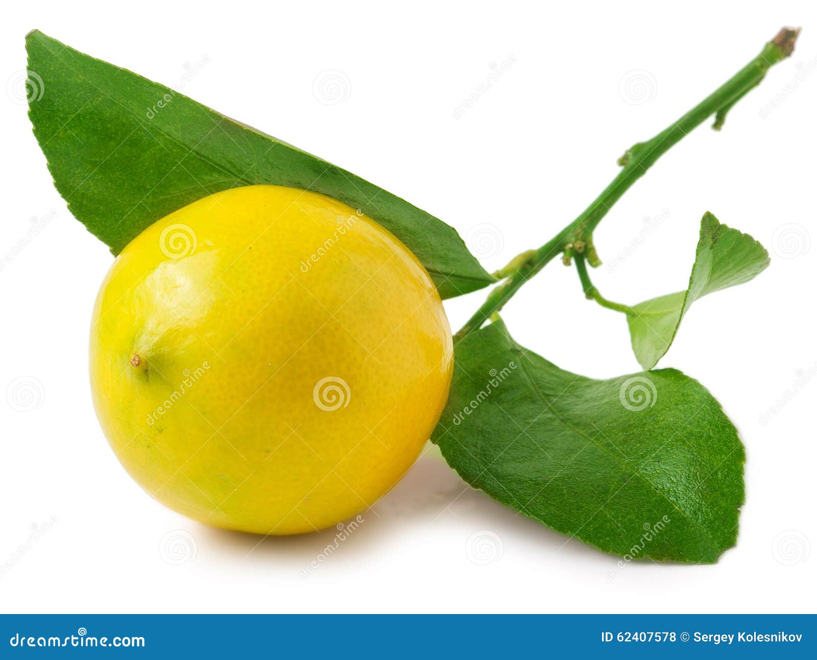 Lemon with Leaf Isolated on White Stock Photo - Image of diet, lemon ...