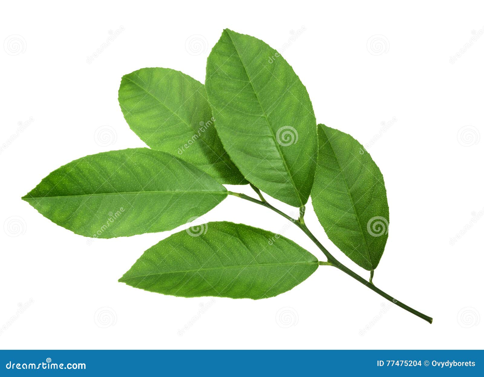 Lemon Leaf Isolated On A Golden Fabric Background . One Of The Best ...