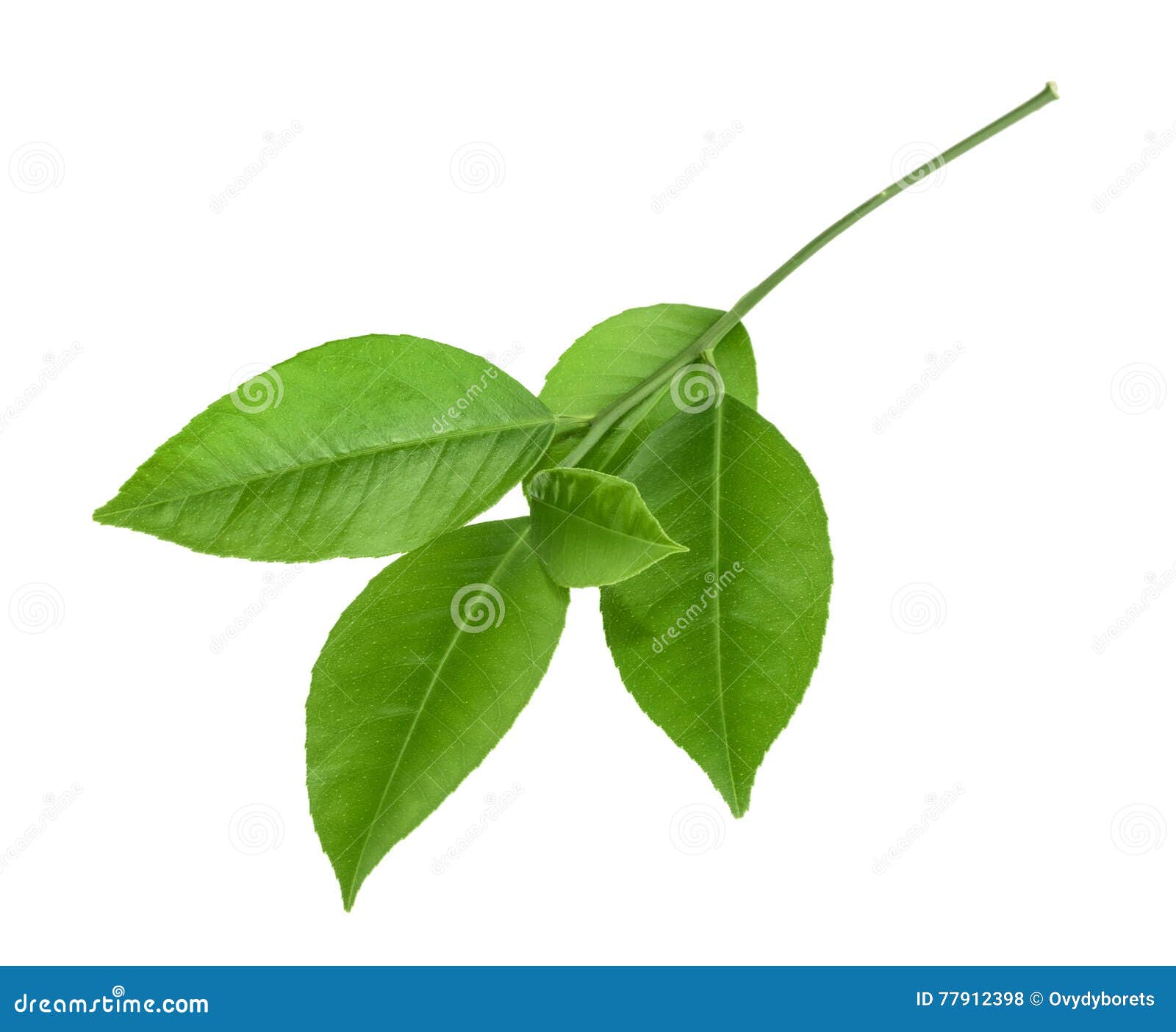 Lemon Leaf Isolated on White Background Stock Photo - Image of ...