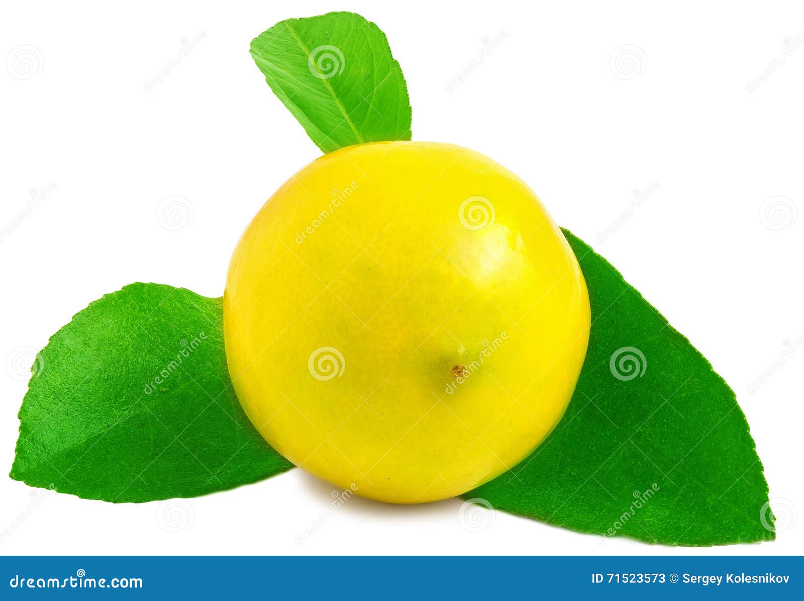 Lemon with Leaf Isolated on White Stock Image - Image of core, macro ...