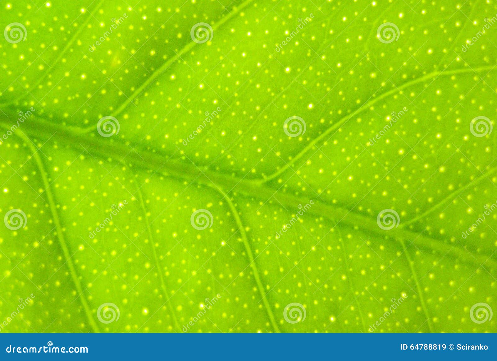 Lemon leaf stock image. Image of leaf, list, detail, texture - 64788819