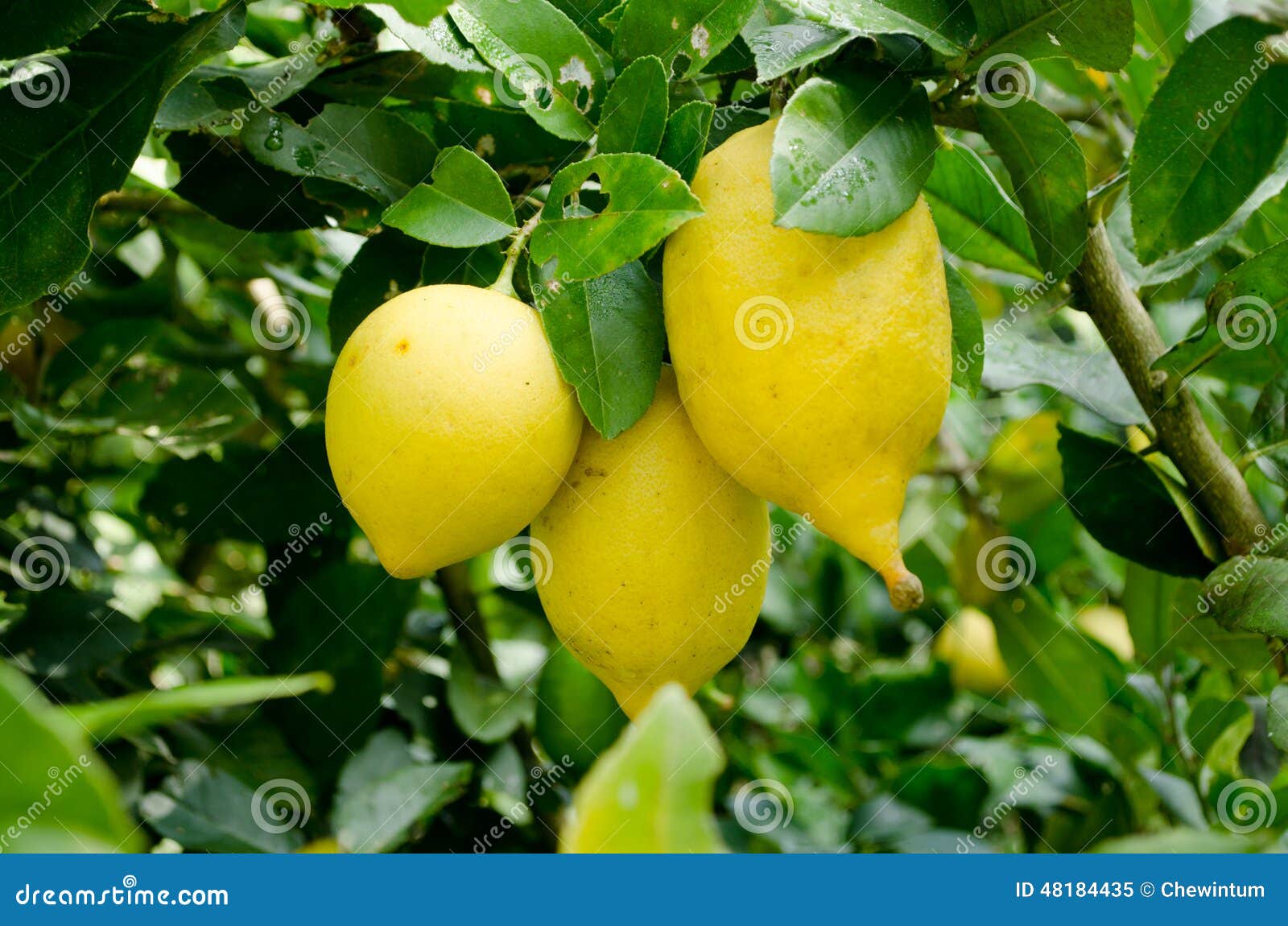 Lemon and leaf stock image. Image of fruit, nature, lush - 48184435