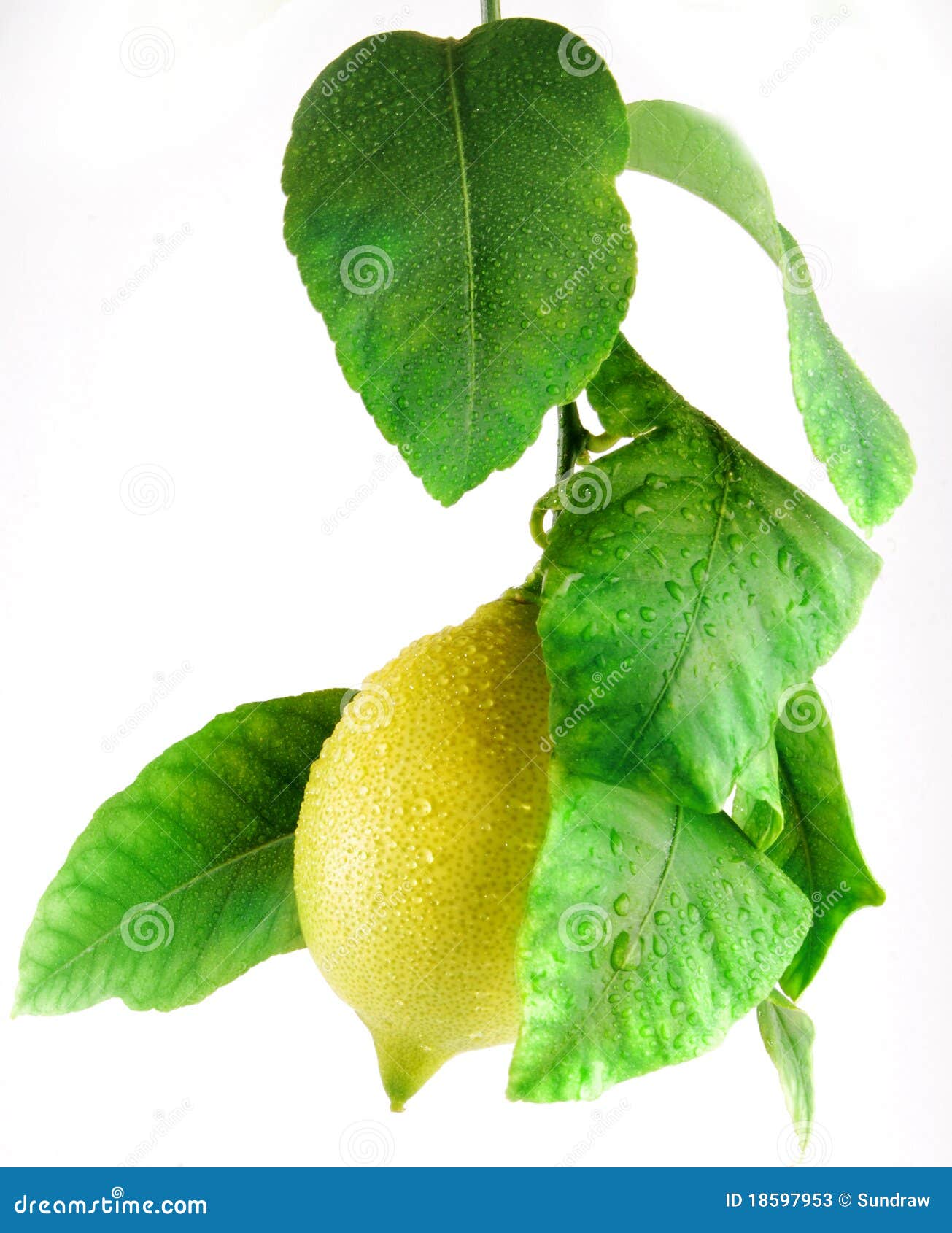 Lemon with leafs stock image. Image of vitamin, sour - 18597953