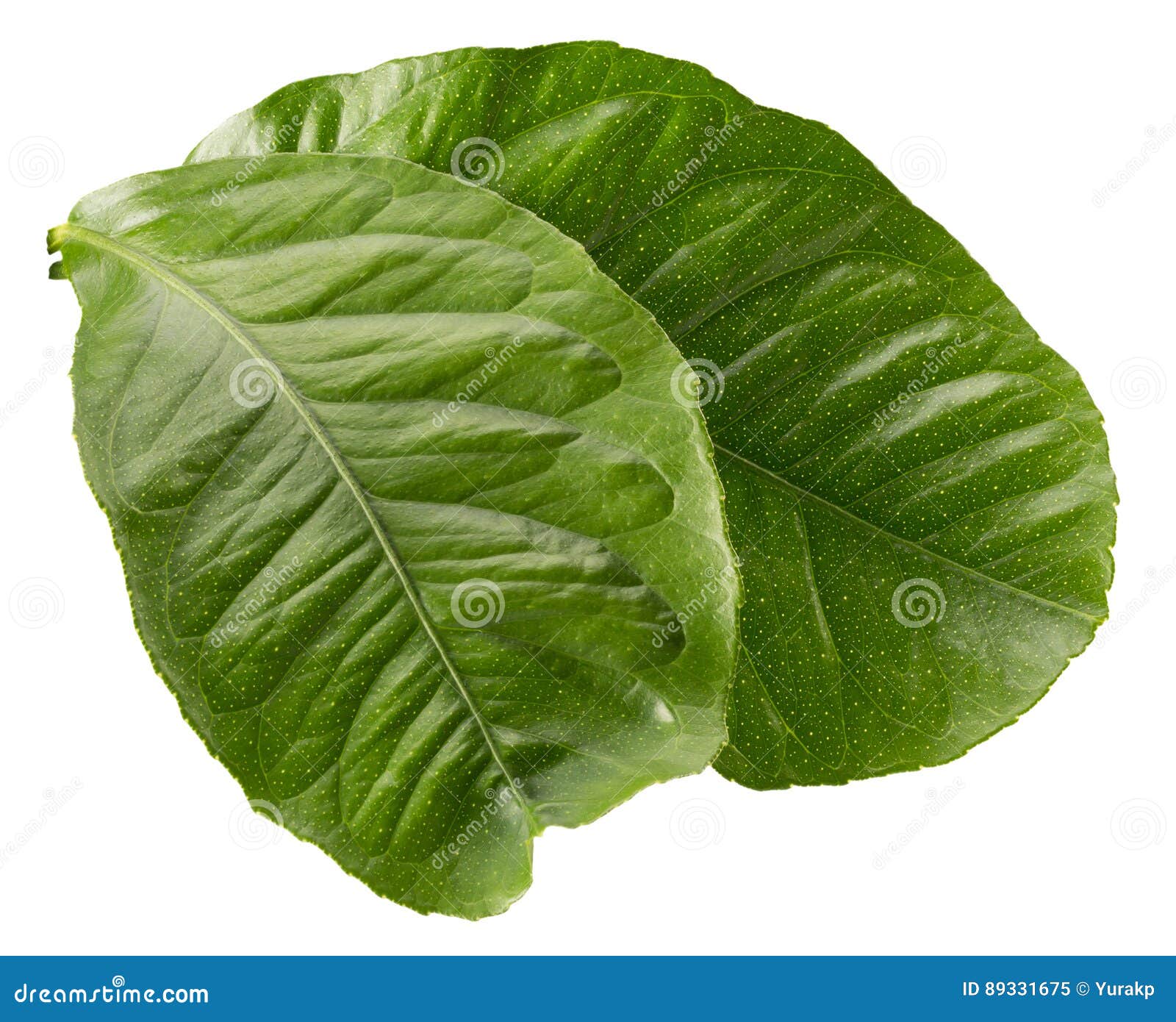 Lemon Leaves Isolated on a White Background Stock Image - Image of ...