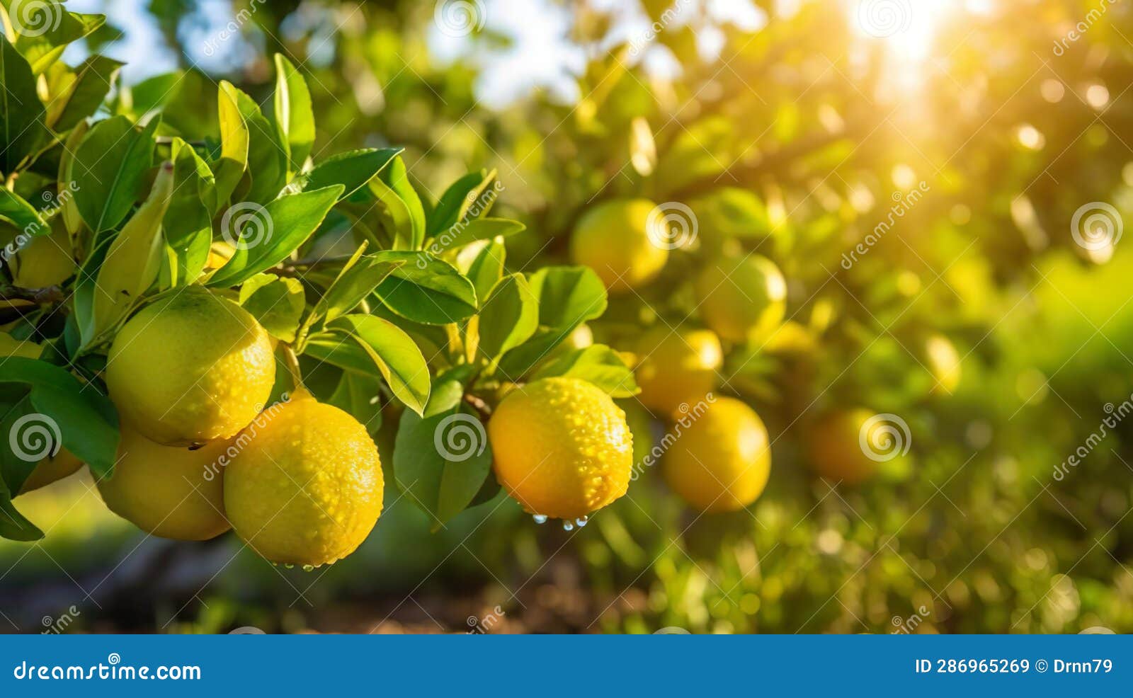 A Lemon on a Lemon Tree in the Sunset Stock Image - Image of summer ...