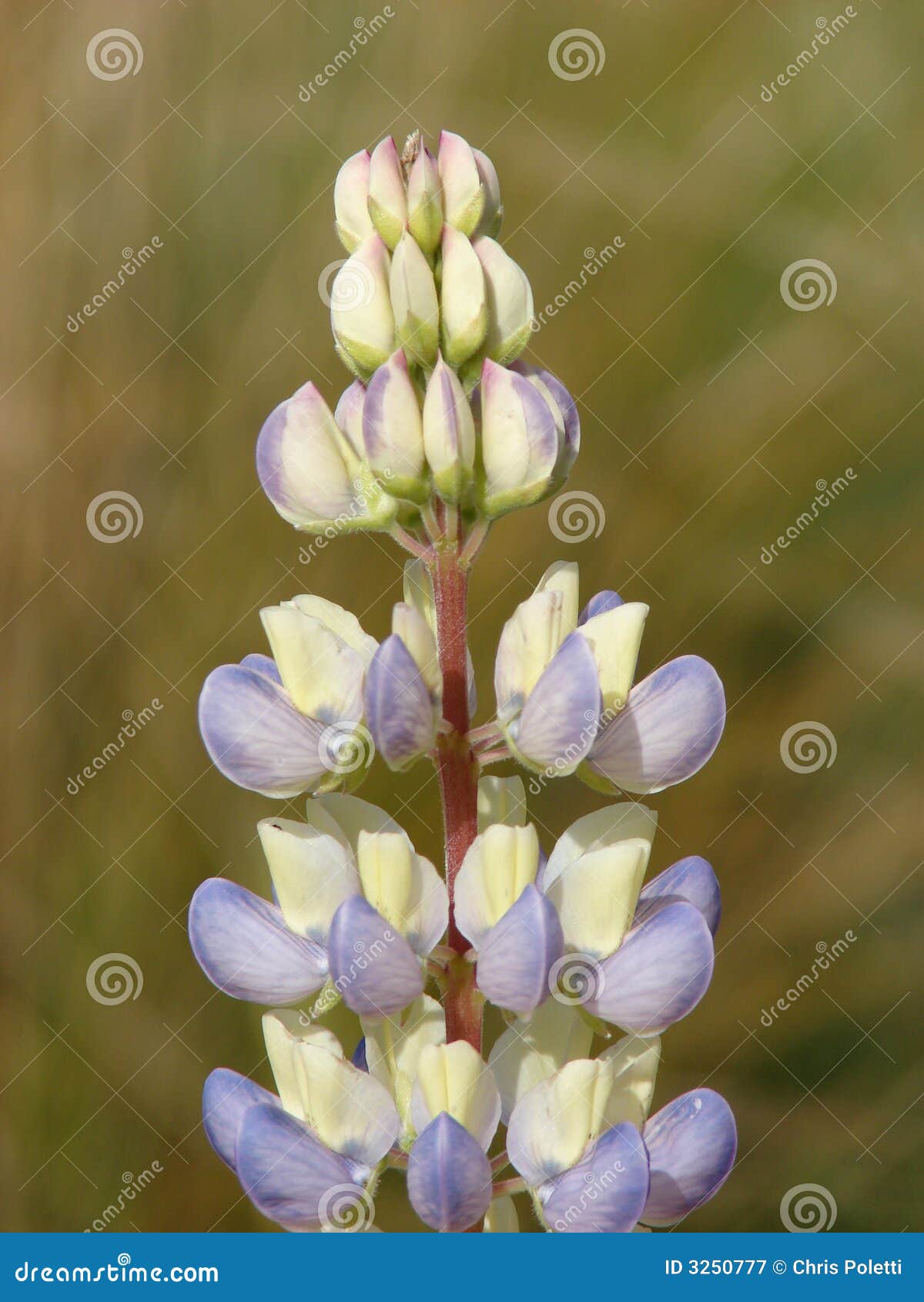 Lemon And Lilac Lupin Flower Picture. Image: 3250777