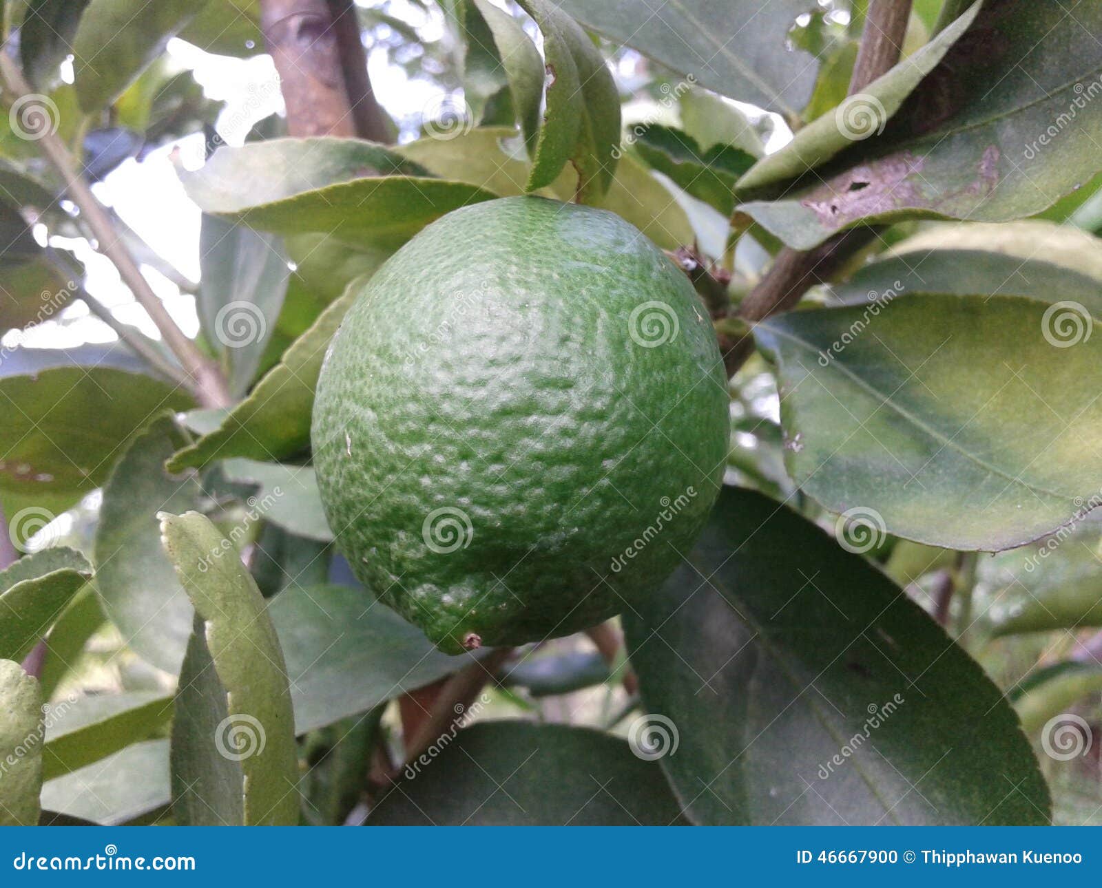 Lemon stock photo. Image of swingle, lime, indian, citrus - 46667900
