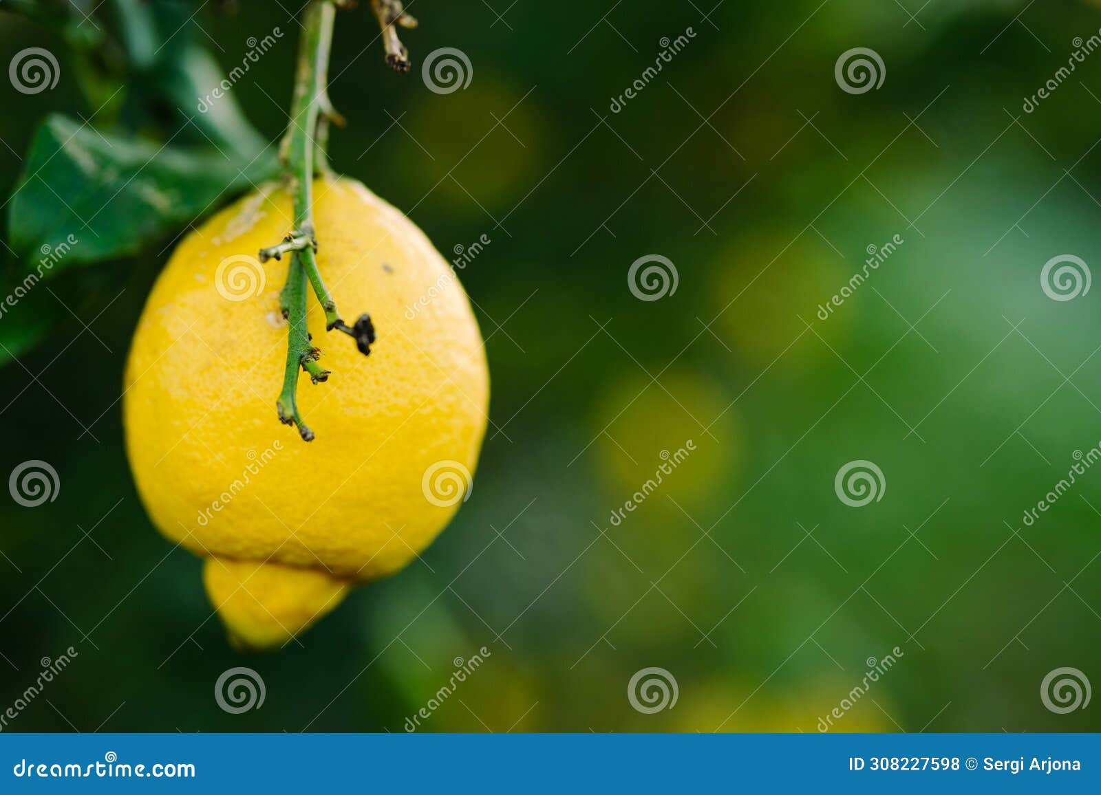 Lemon Located at the End of the Lemon Tree Branch Stock Photo - Image ...