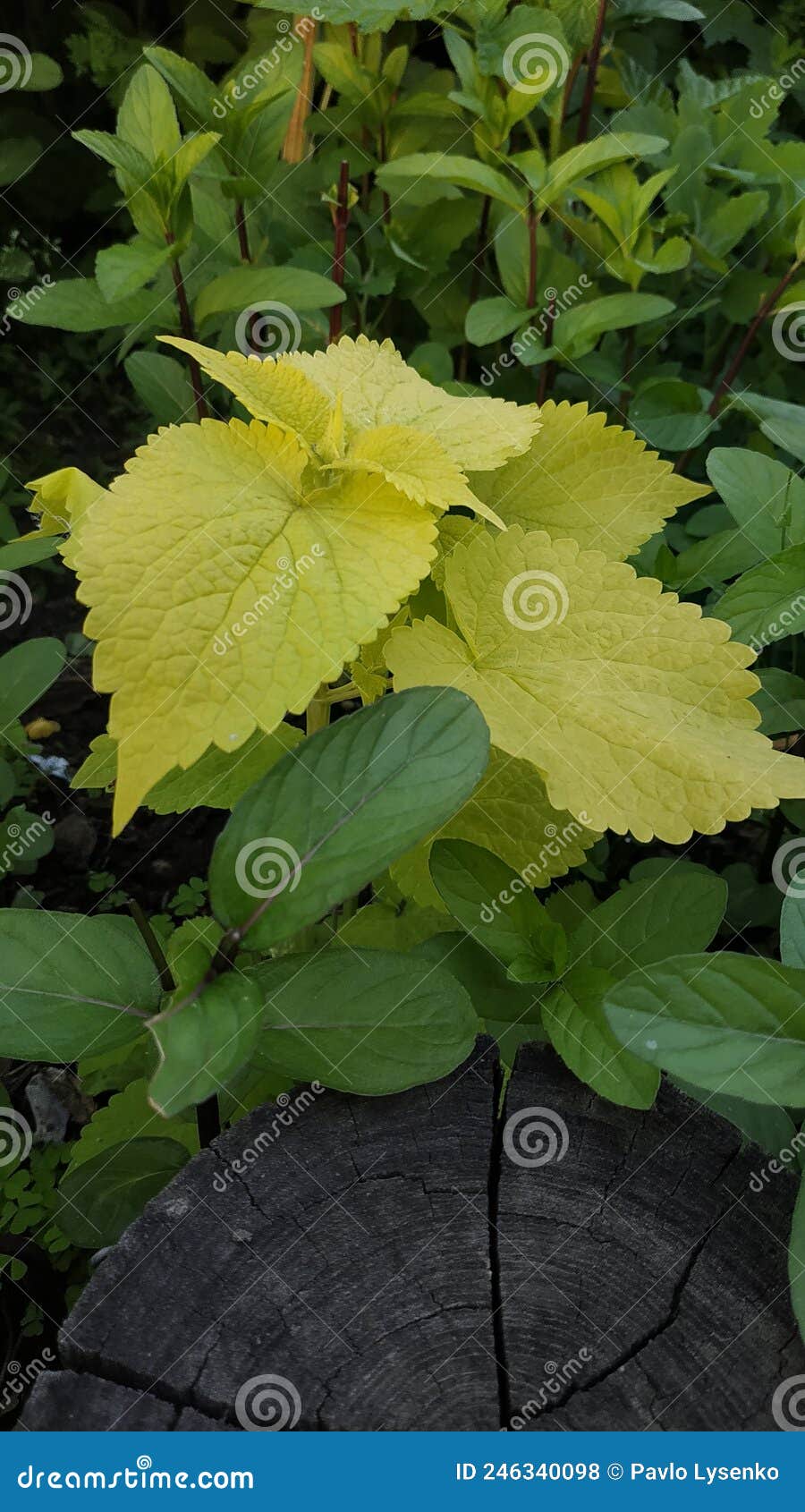 Lemon mint in garden stock photo. Image of mint, garden - 246340098