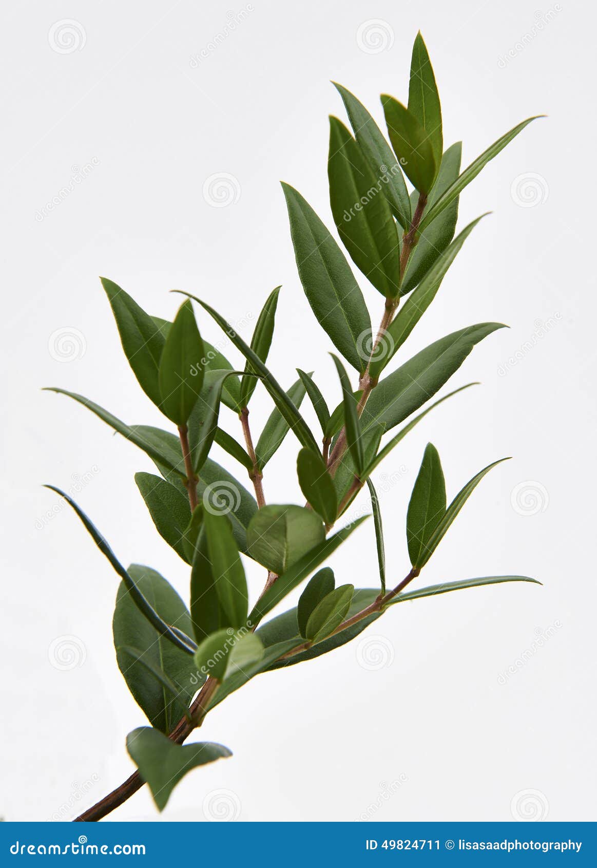 Lemon Myrtle Plant stock image. Image of close, species - 49824711