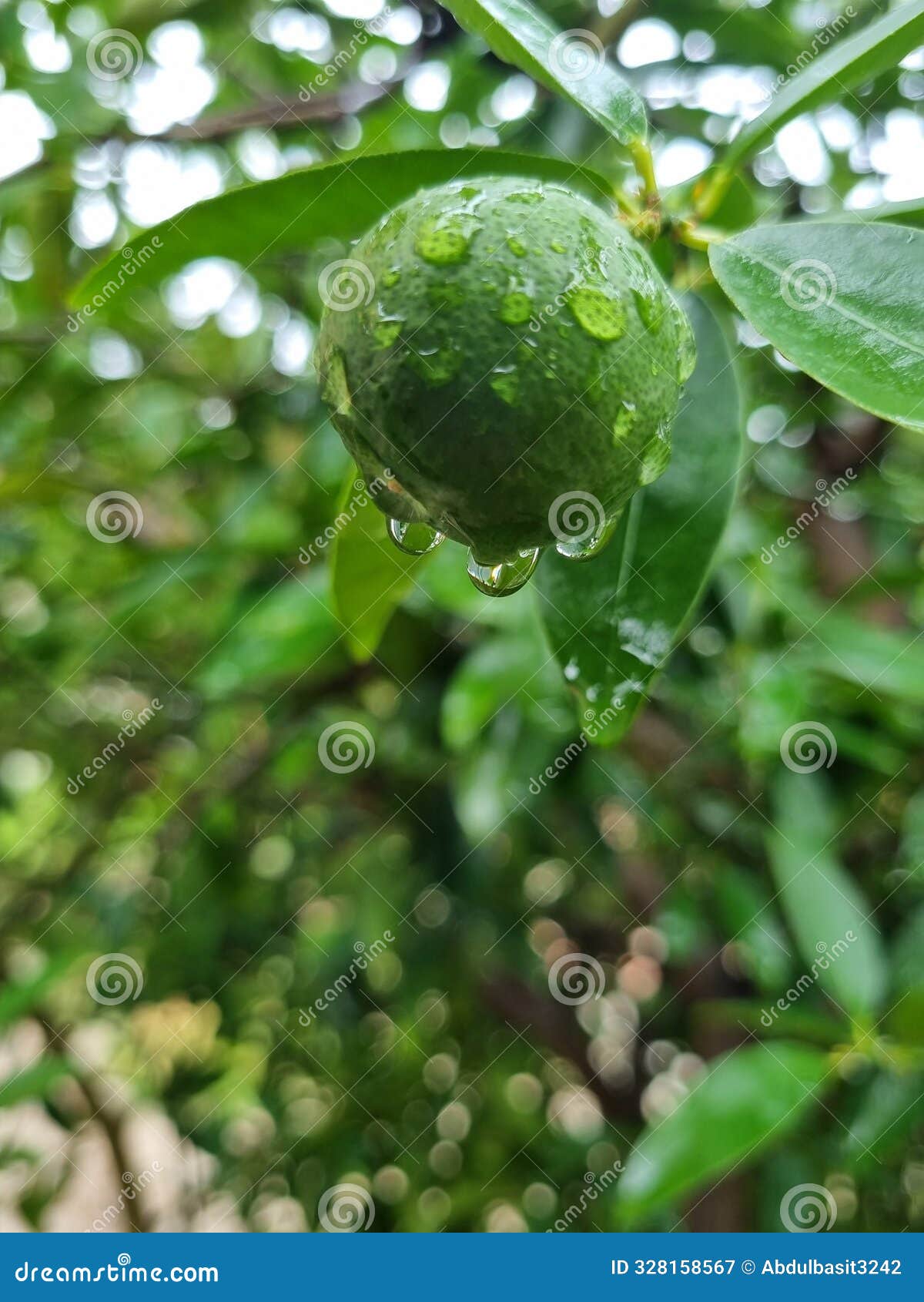 Lemon Nature Rain Water Dews Stock Image - Image of rain, nature: 328158567