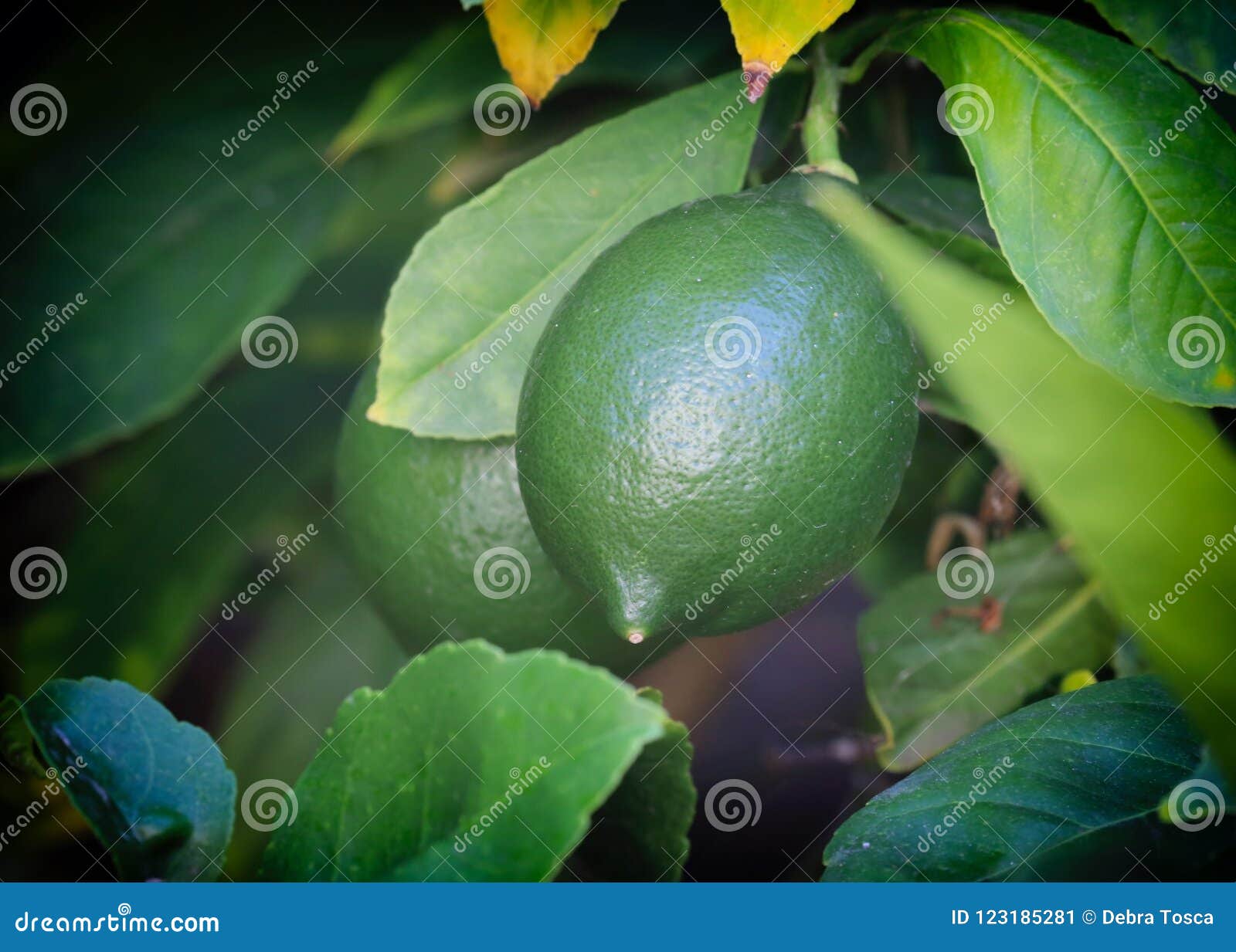 Lemon non- stock image. Image of lemon, tree, growing - 123185281
