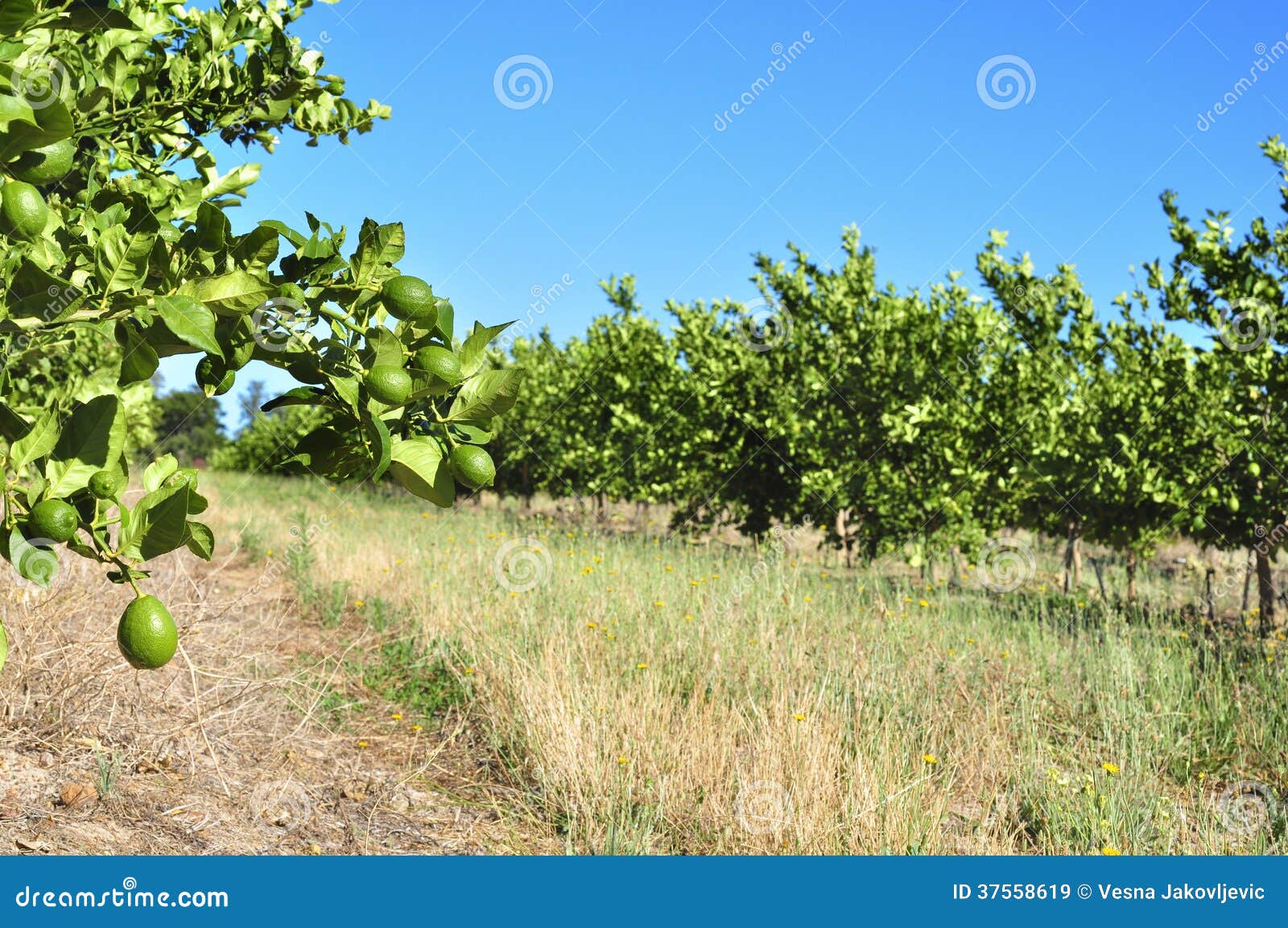 Lemon orchard stock image. Image of lime, juice, lush - 37558619