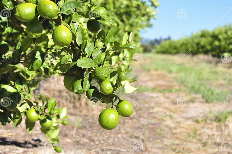 Lemon orchard stock photo. Image of natural, leaf, healthy - 37559174