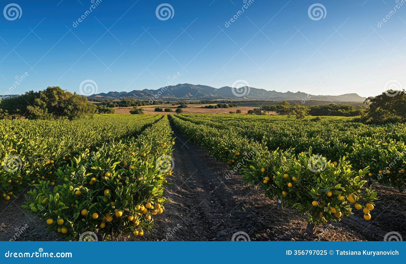 Lemon Orchard Landscape with Mountains Stock Image - Image of ...