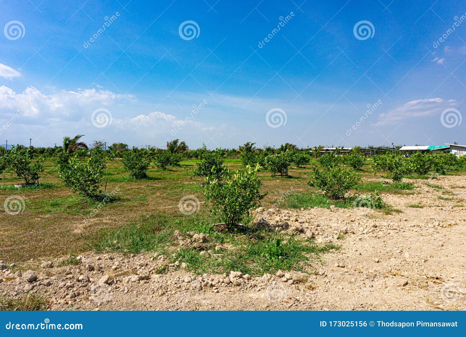 Lemon Orchard in the White Sandy Ground and Blue Sky Stock Photo ...