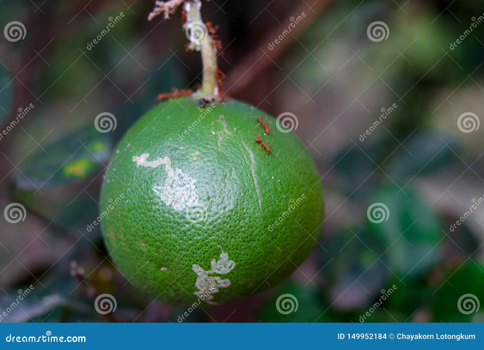 Lemon or Organic Lime Tree with Red Ants Stock Photo - Image of growing ...
