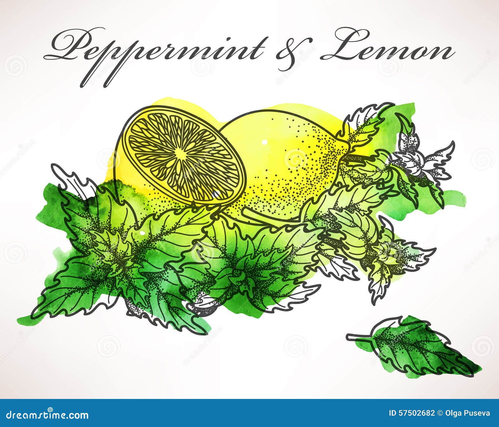 Lemon and peppermint stock vector. Illustration of essential - 57502682