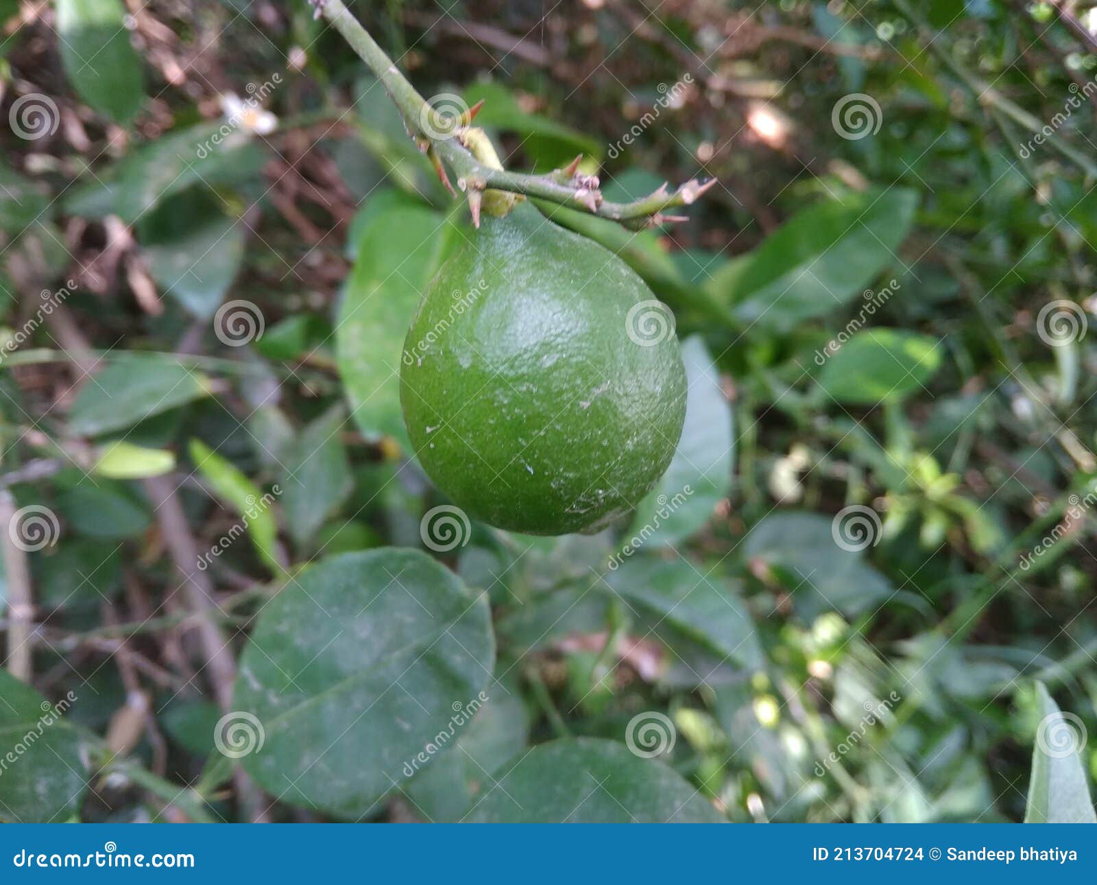 Lemon photo outdoor stock photo. Image of outdoo, organic - 213704724